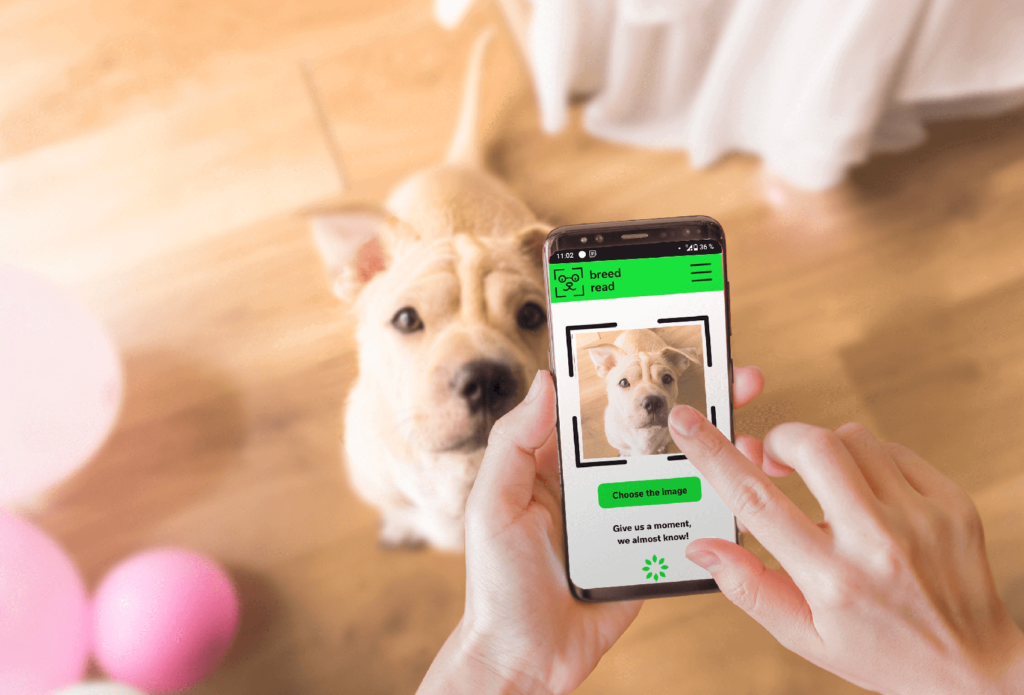 Breed Read app - AI powered dog's breed recognition— Kiwee portfolio